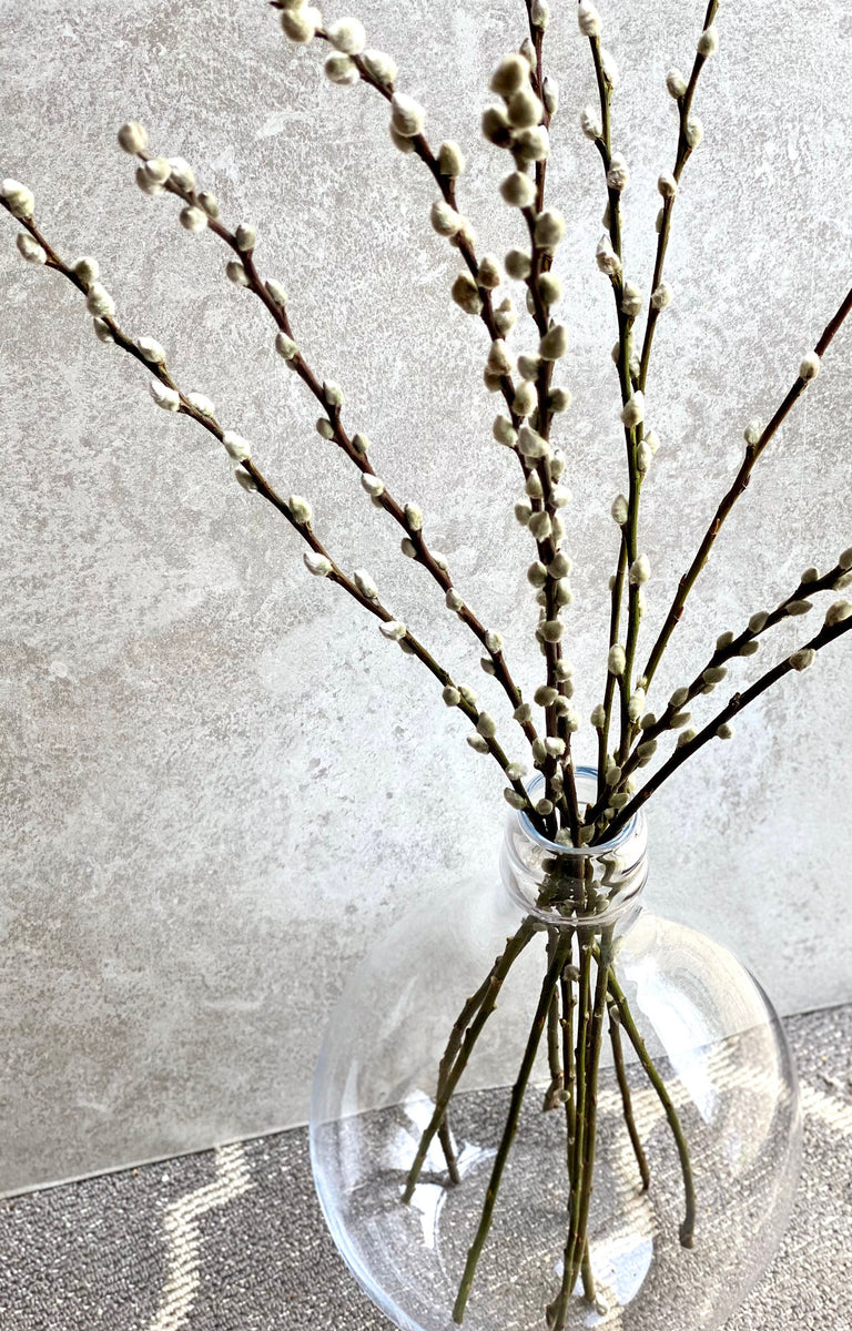 Natural Dried Pussy Willow Bunch Salix Caprea Branches Spring Catkin T ...
