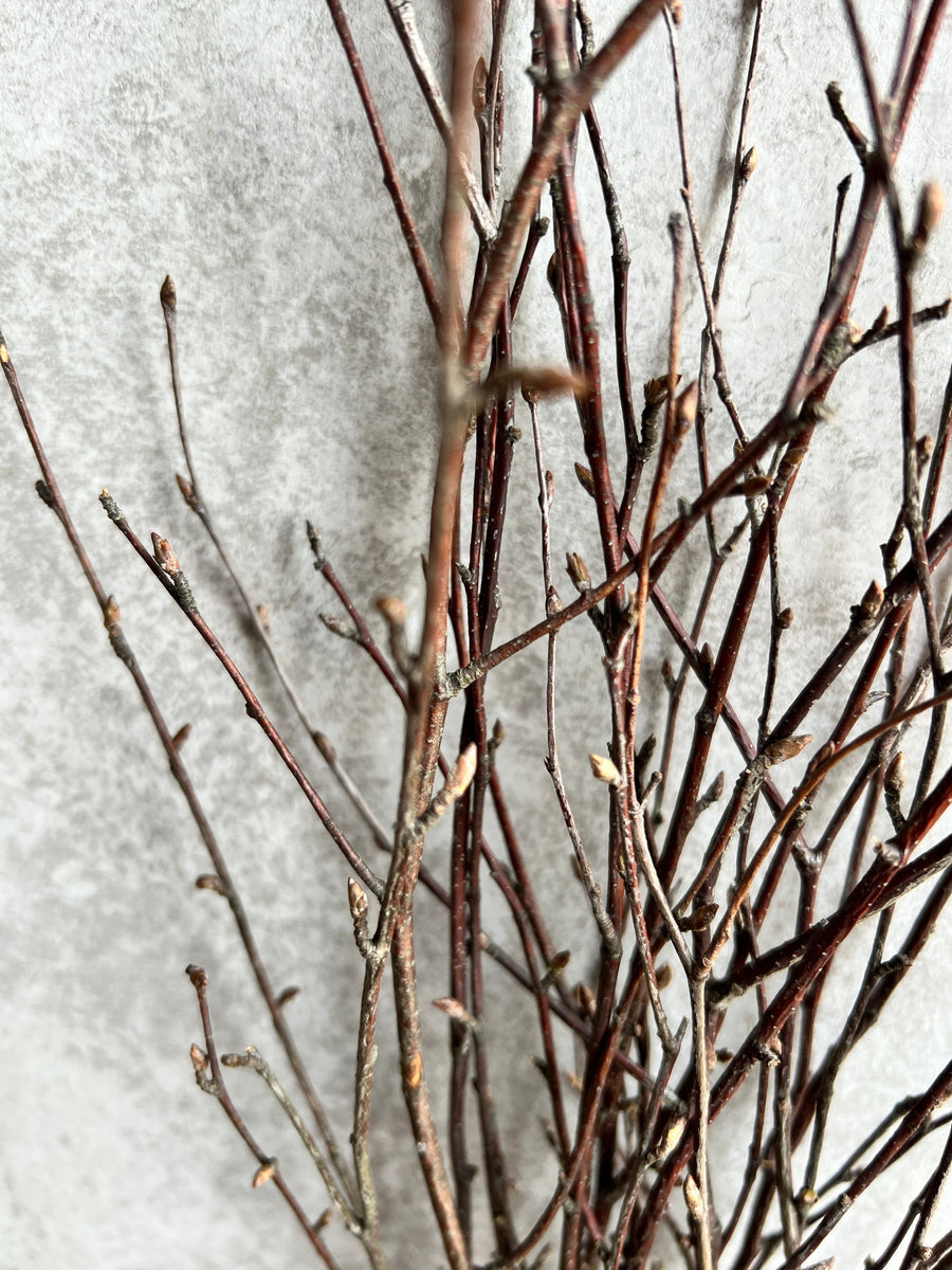 Natural Dried Birch Twigs – 10-Stem Bunch for Rustic Vase Decor & Craf ...